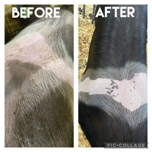 Showman Shine: Elevate Your Pig's Glow! Get Your Shine On! – ShowmanShine